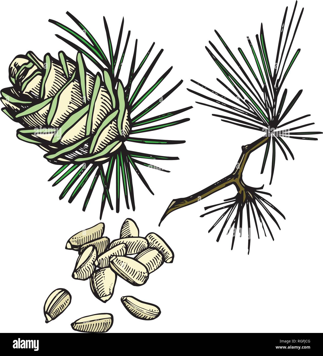 Pine nuts and cedar cone vector hand drawn illustration Stock Vector ...