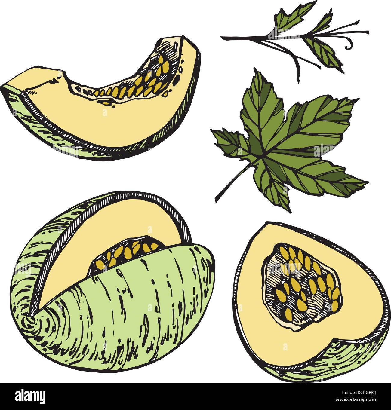Hand drawn sketch style melon illustrations isolated on white ...