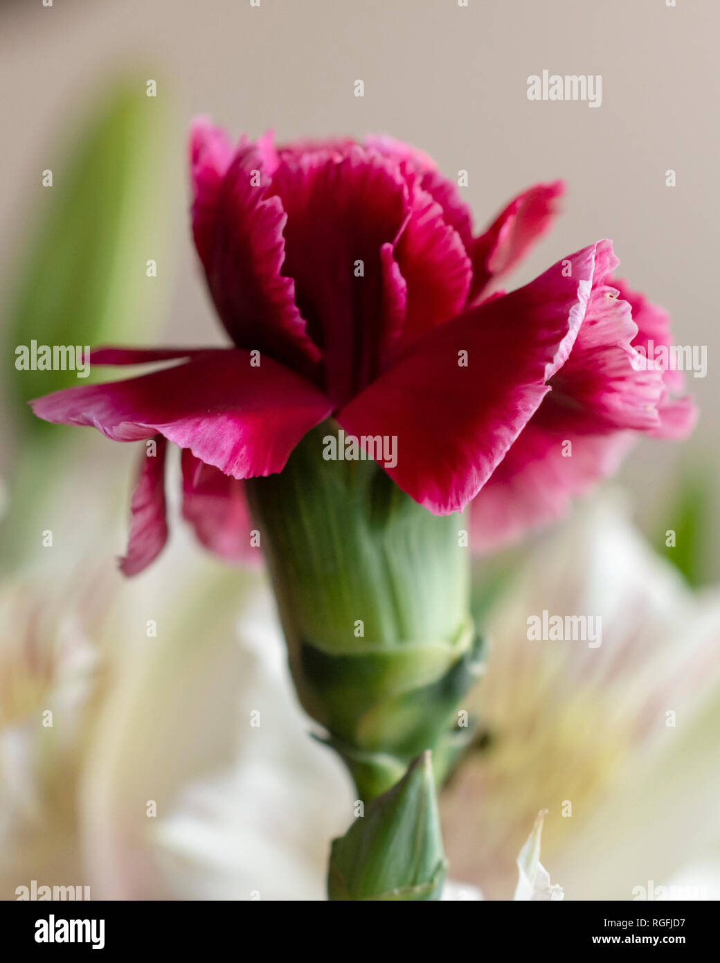Pink carnation flower up close. Bright pink in color. Blurred ...