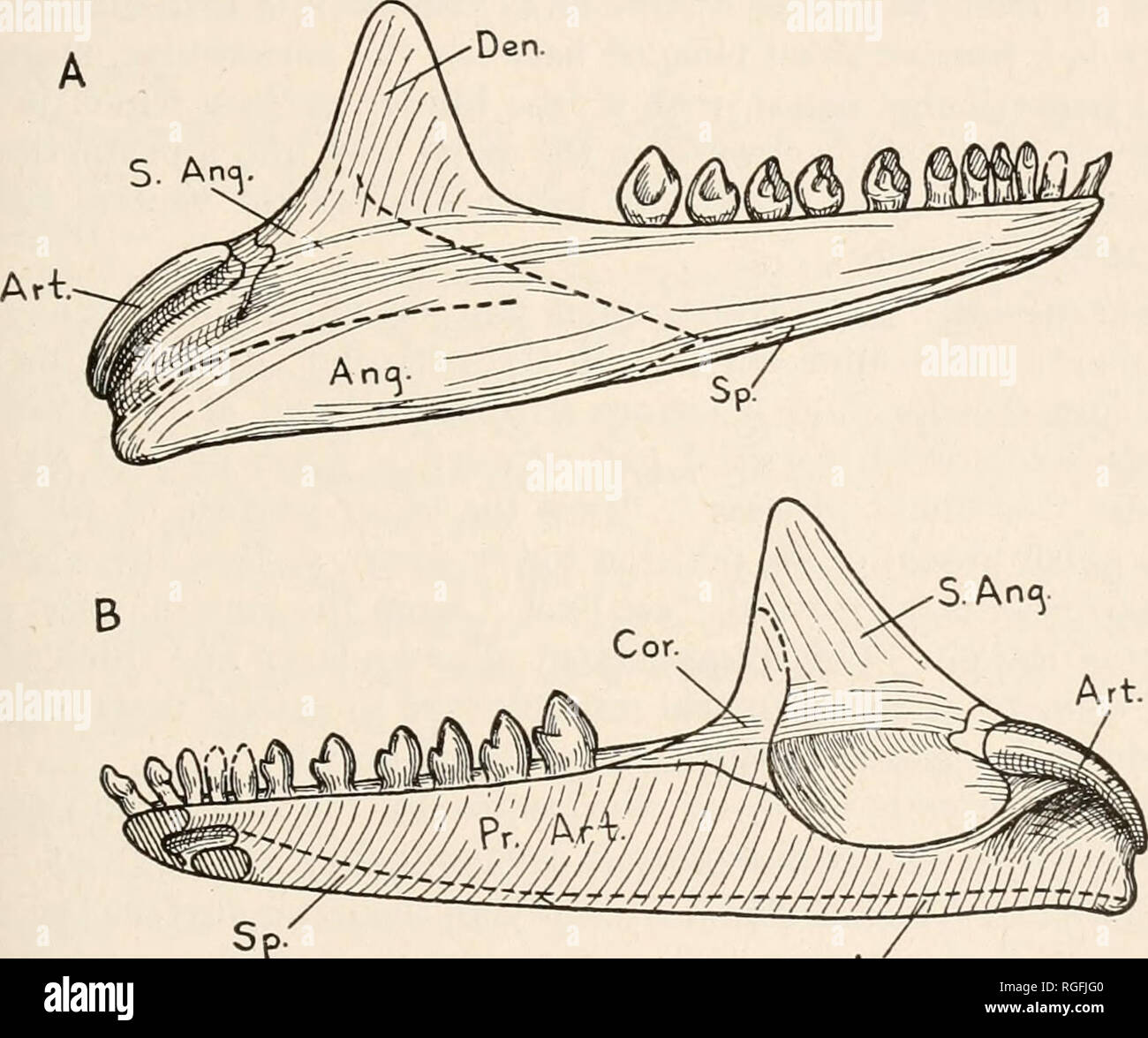 . Bulletin of the Museum of Comparative Zoology at Harvard College ...
