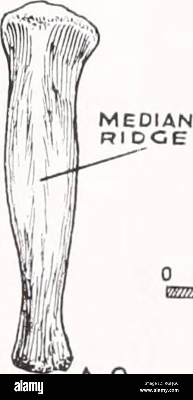 Xiphisternum hi-res stock photography and images - Alamy