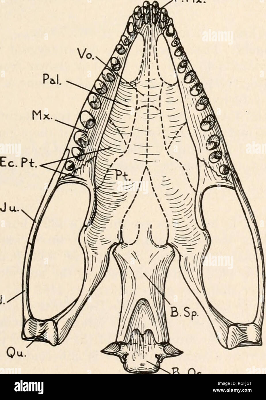 Quadrate Bone Stock Photos & Quadrate Bone Stock Images - Alamy
