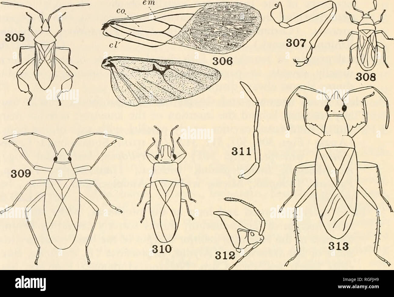 Geocoris hi-res stock photography and images - Alamy
