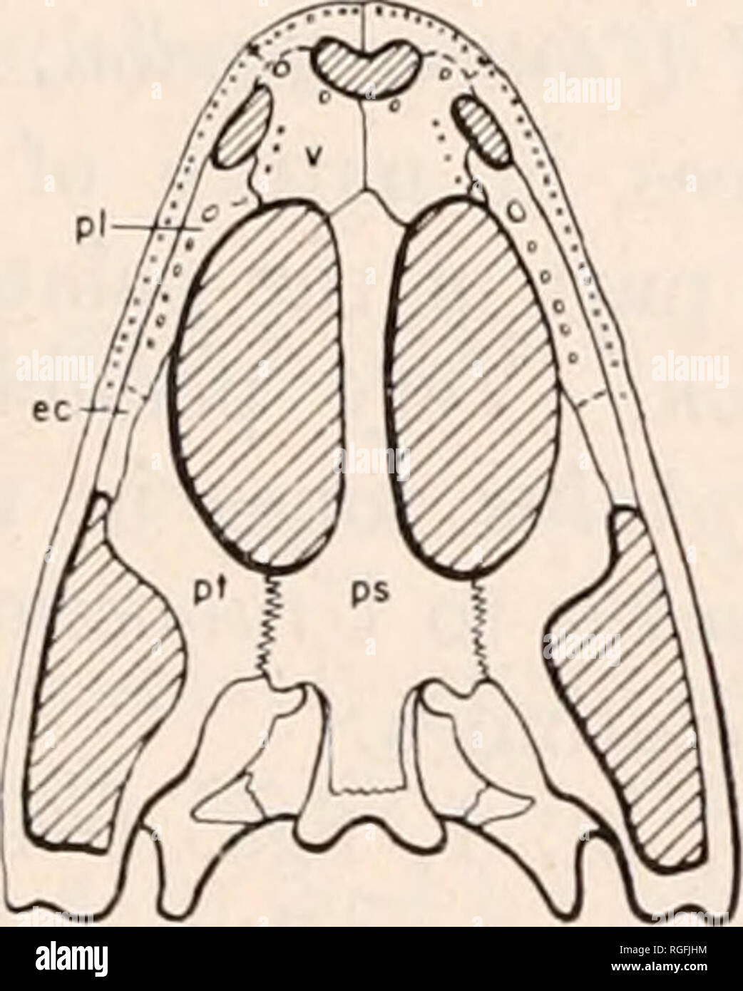 Rhinesuchus hi-res stock photography and images - Alamy