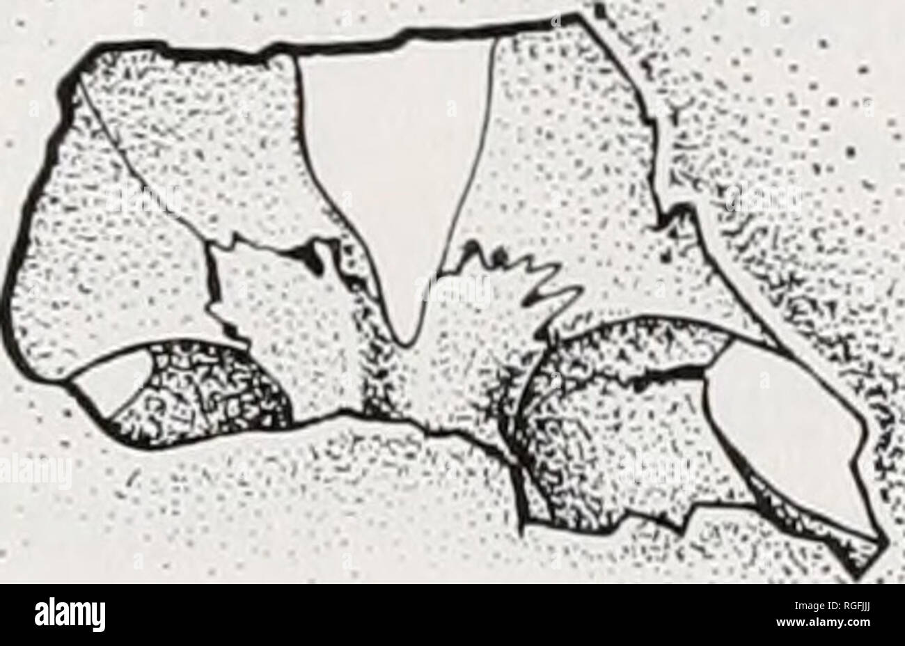 . Bulletin of the Museum of Comparative Zoology at Harvard College ...