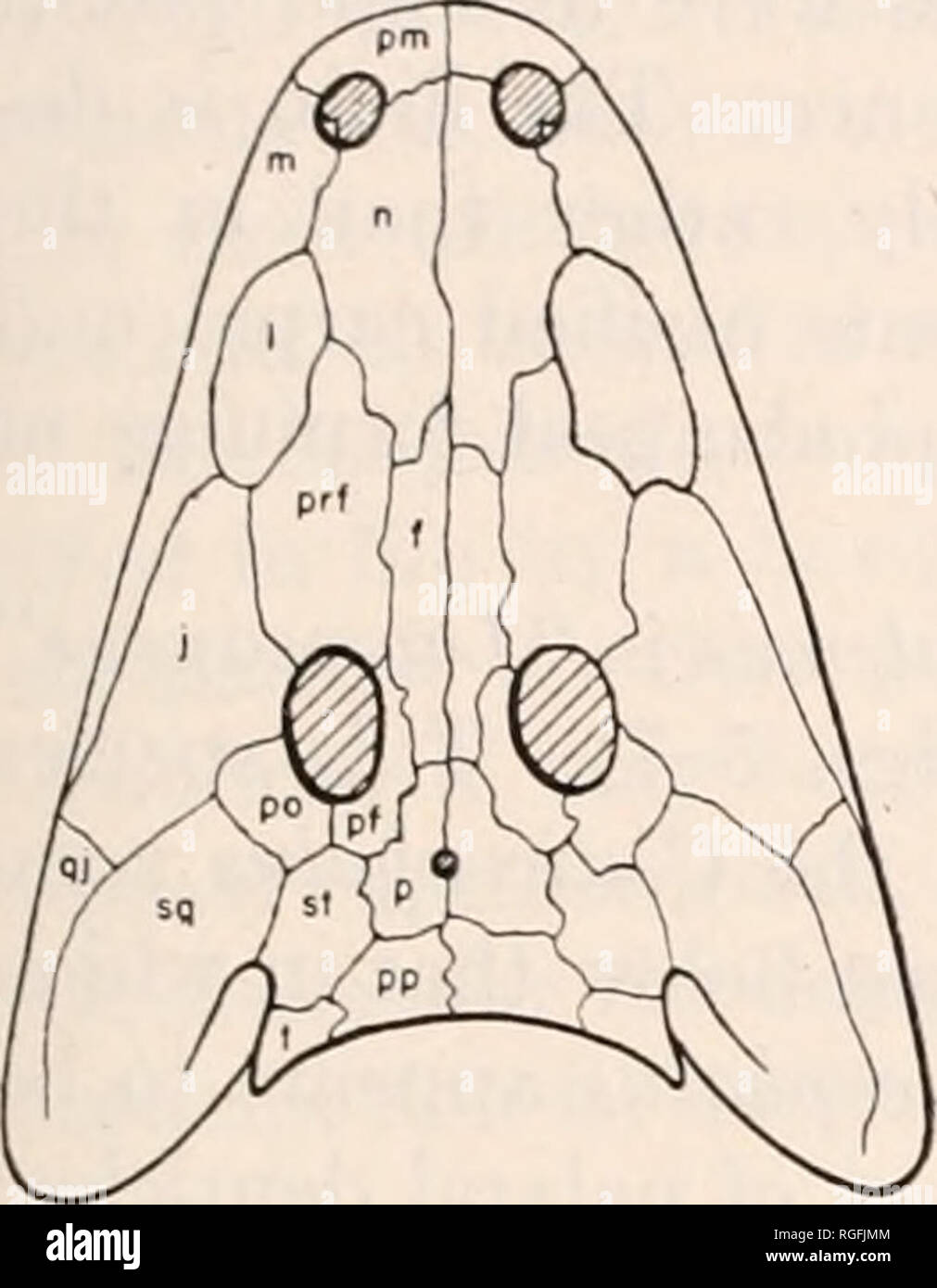 Labyrinthodontia hi-res stock photography and images - Alamy