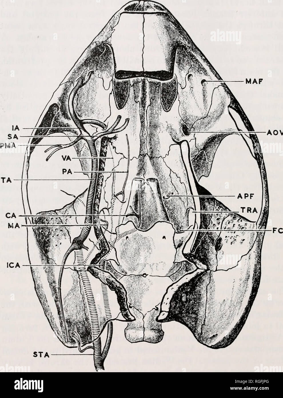 . Bulletin of the Museum of Comparative Zoology at Harvard College ...