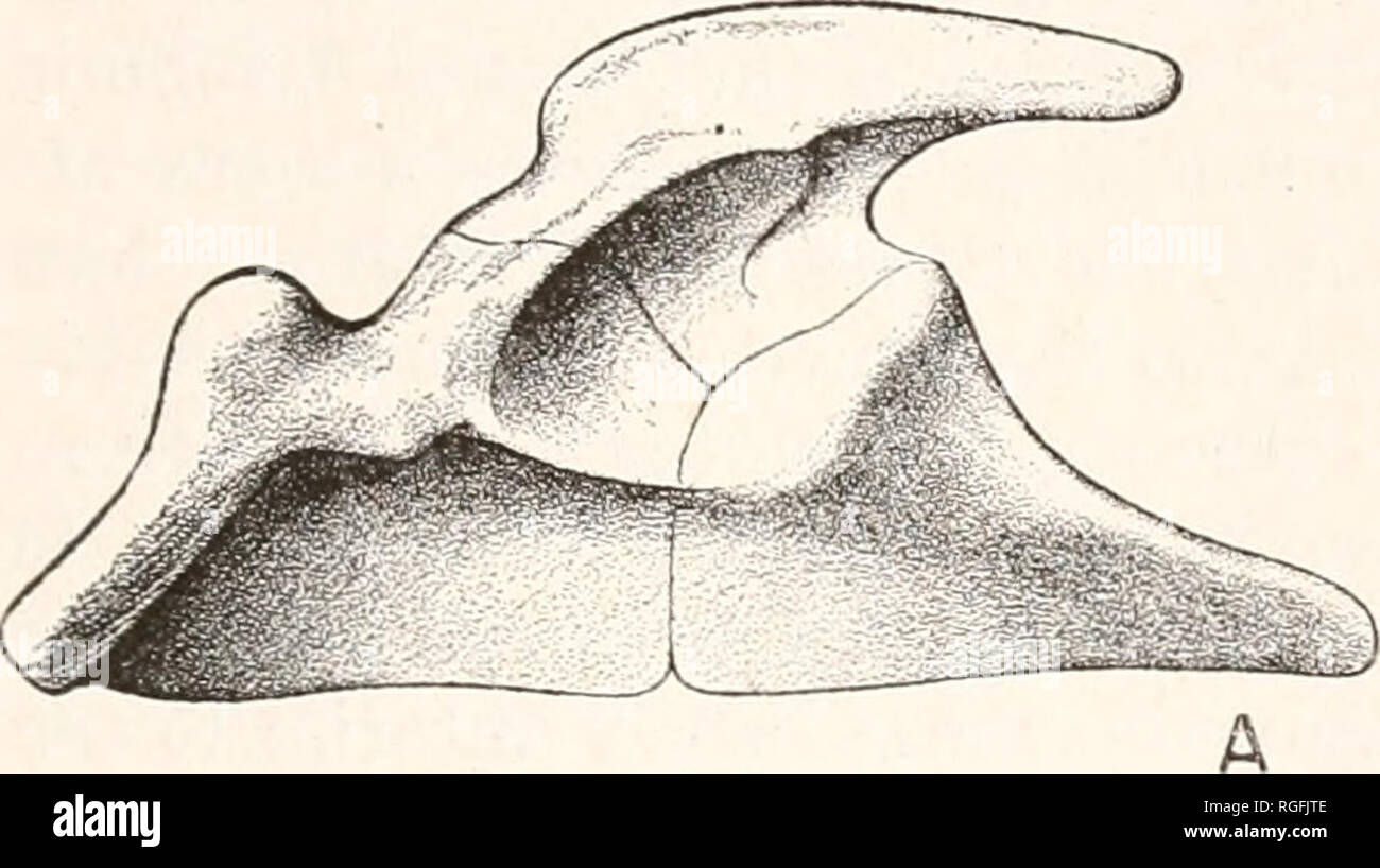 . Bulletin of the Museum of Comparative Zoology at Harvard College ...