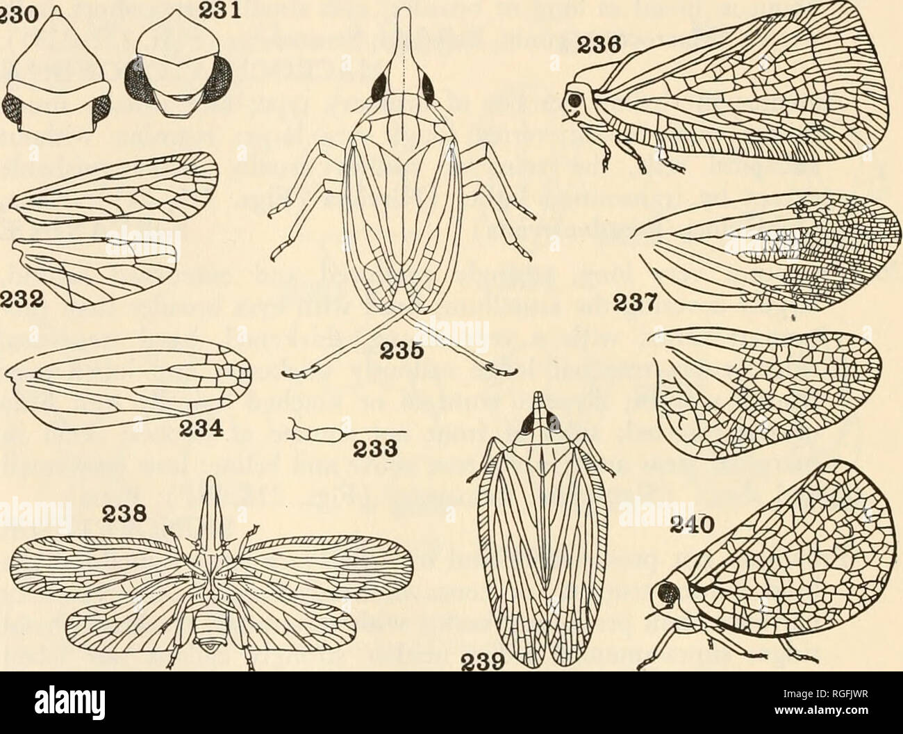 Dorsal spur hi-res stock photography and images - Alamy