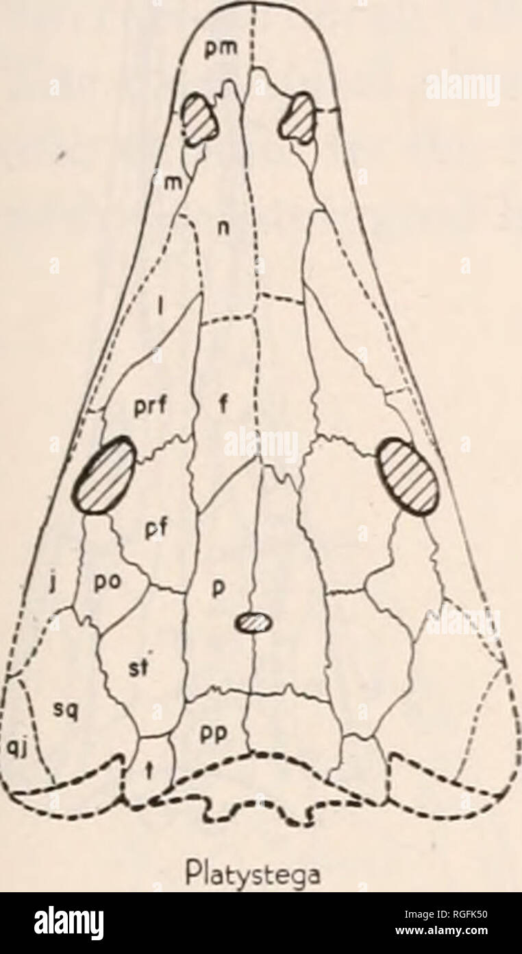 Labyrinthodontia hi-res stock photography and images - Alamy