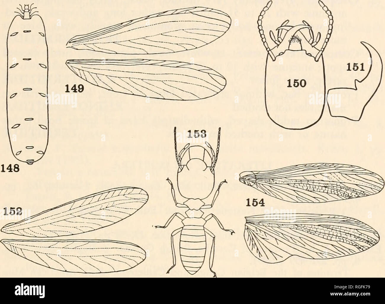 Termitidae queen hi-res stock photography and images - Alamy