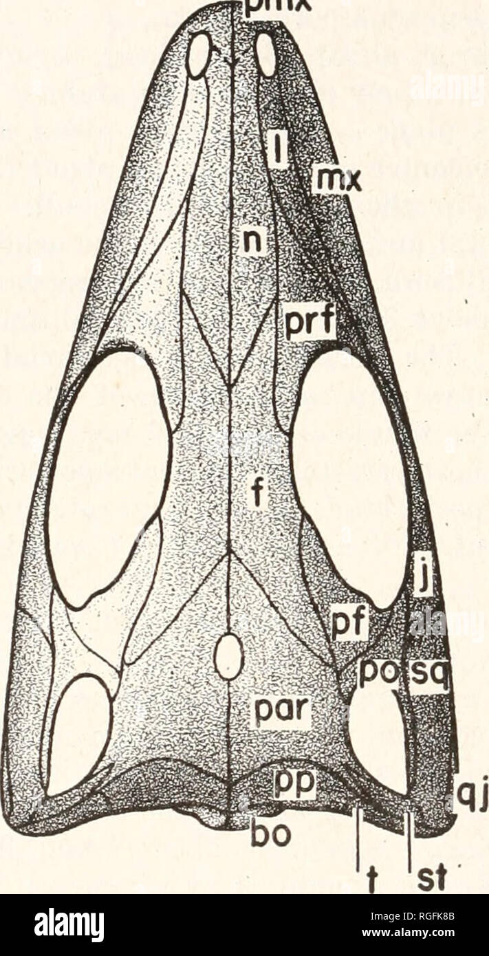Internal nares hi-res stock photography and images - Alamy