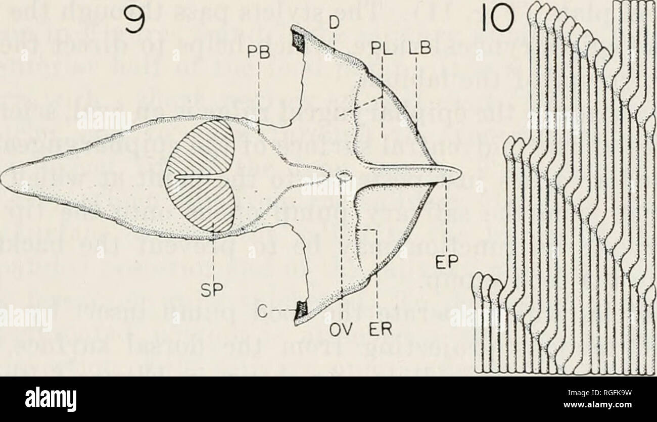 Parallel striations hi-res stock photography and images - Alamy