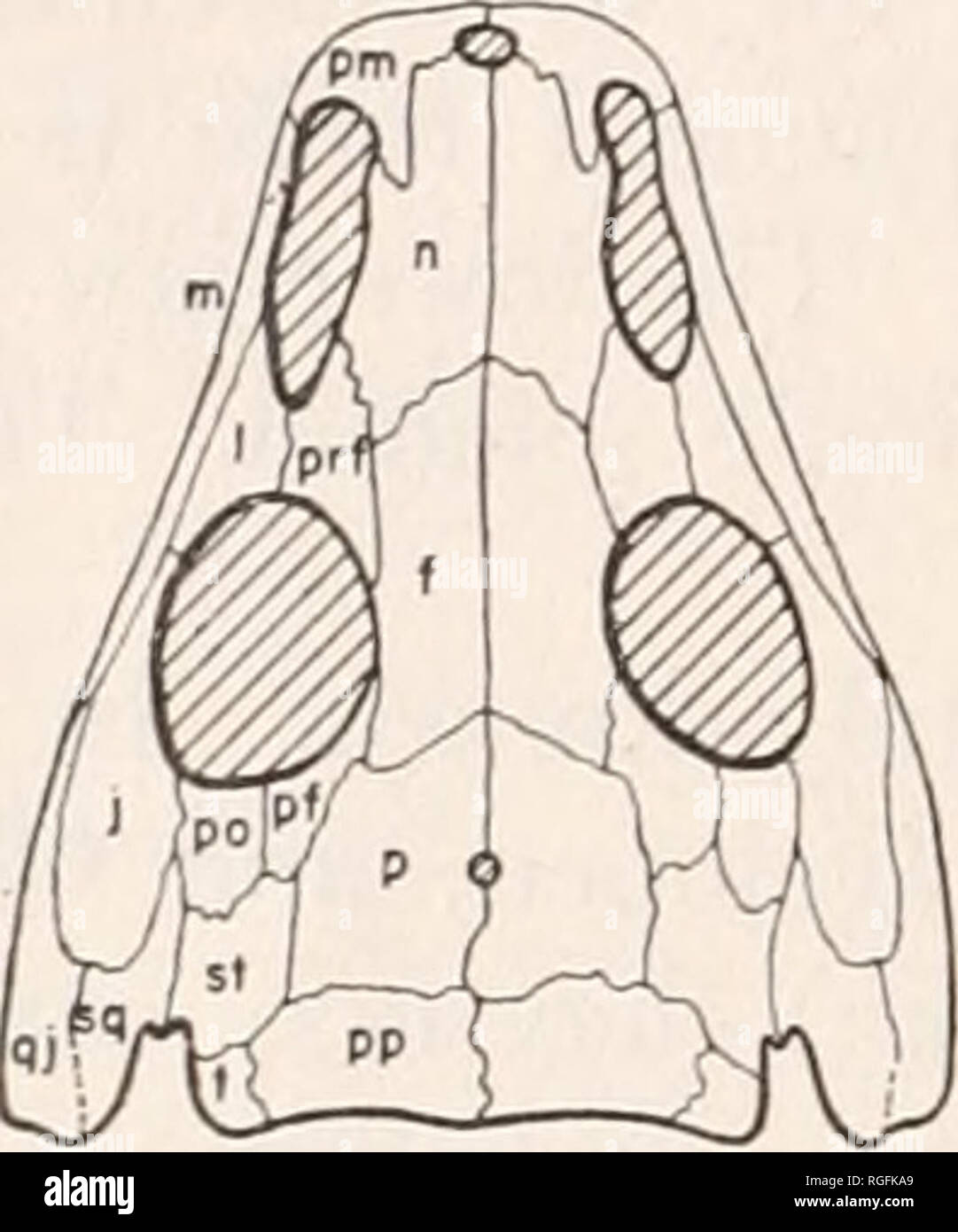 Dissorophids hi-res stock photography and images - Alamy