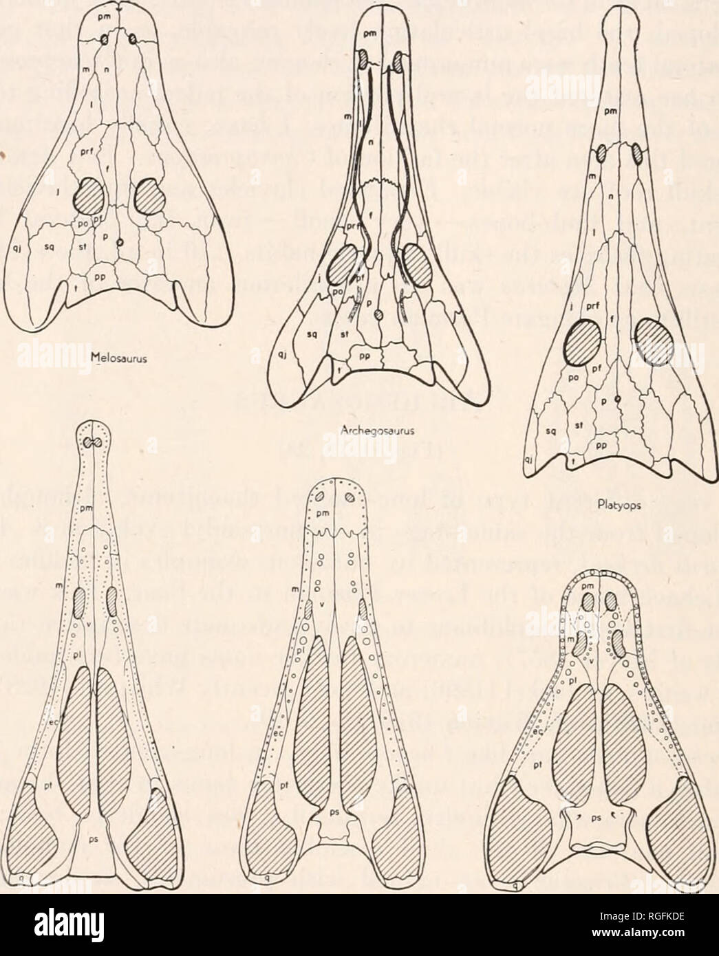 Stuckenbergi hi-res stock photography and images - Alamy