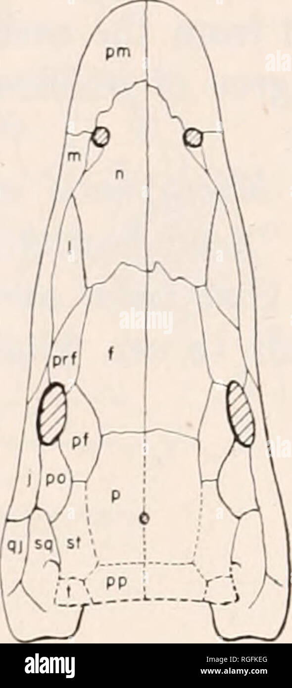 External nares hi-res stock photography and images - Alamy