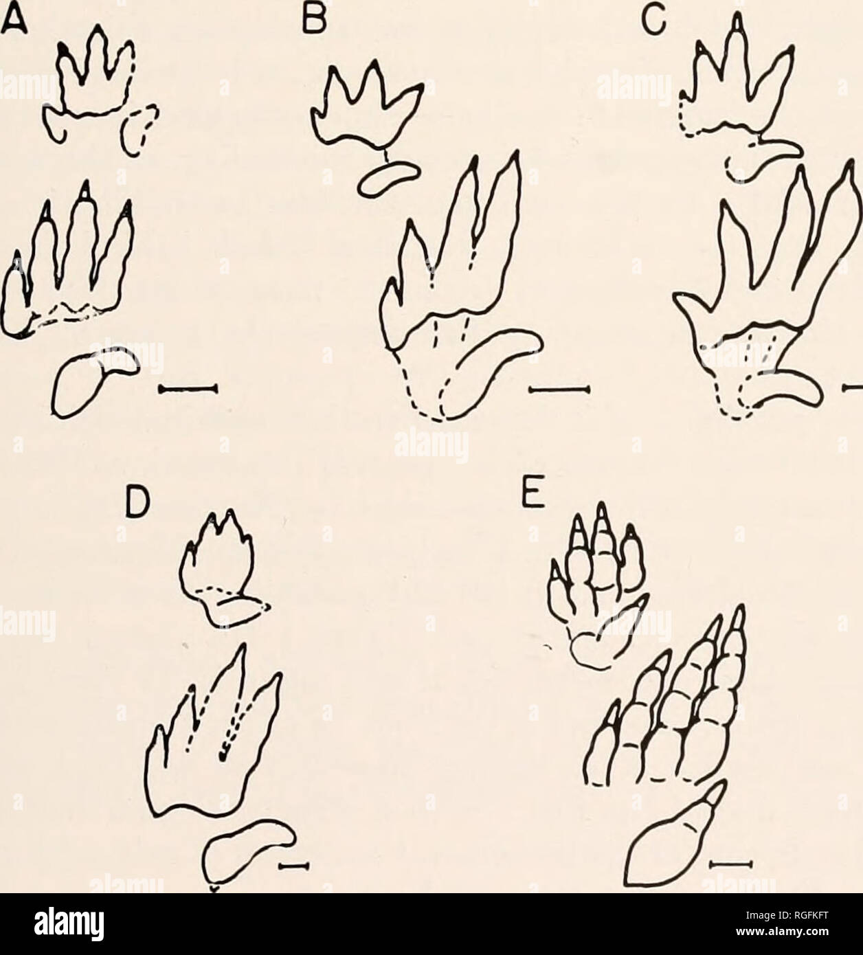 . Bulletin of the Museum of Comparative Zoology at Harvard College ...
