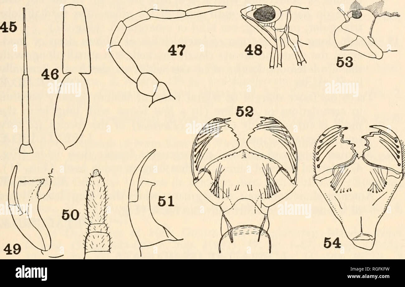Insect anatomy cross section hi-res stock photography and images - Alamy