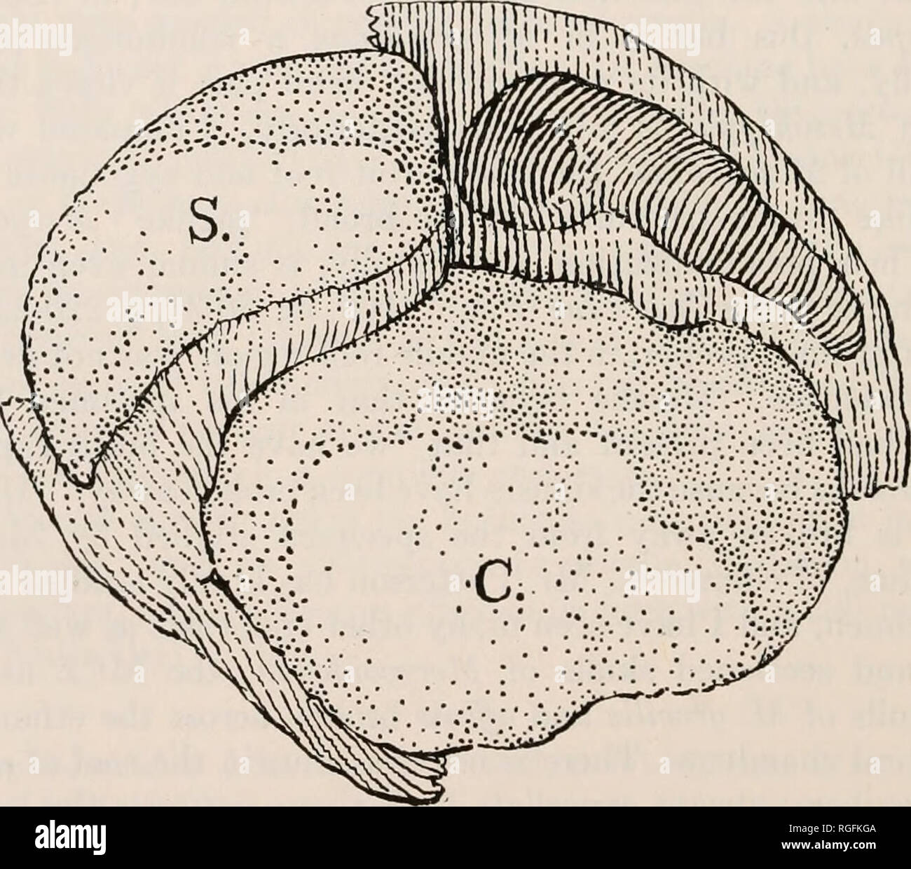 . Bulletin of the Museum of Comparative Zoology at Harvard College ...