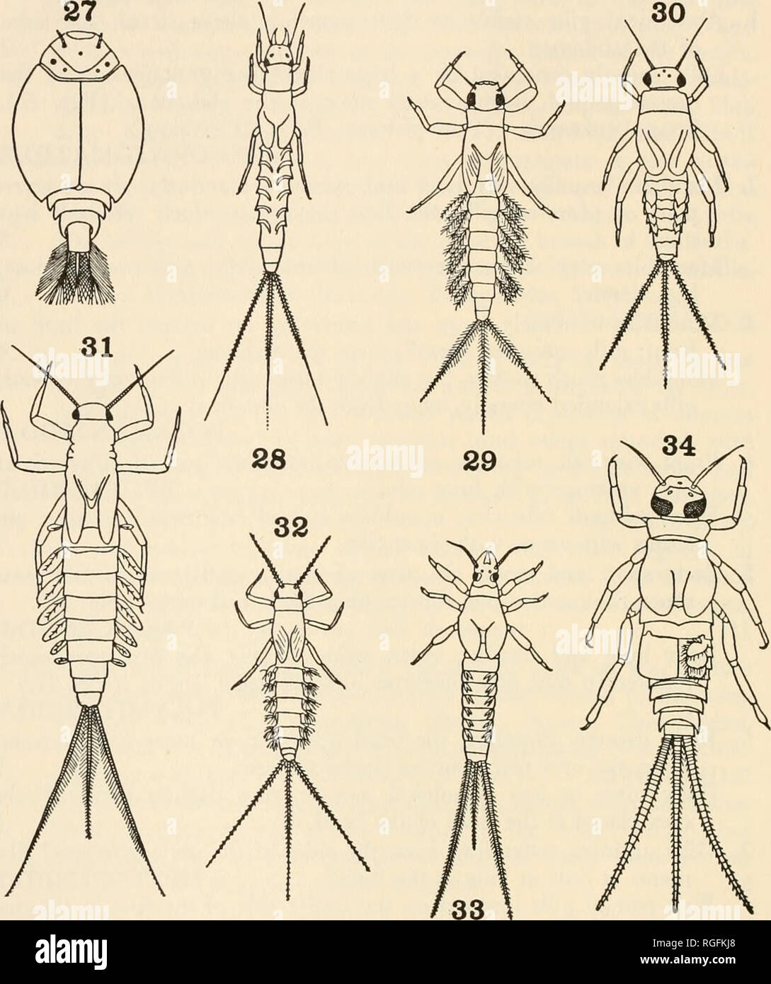 Palingeniidae hi-res stock photography and images - Alamy