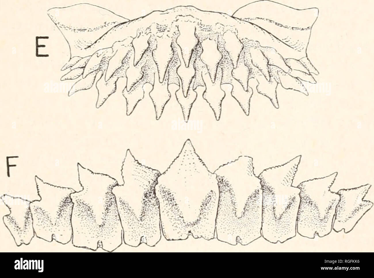 . Bulletin of the Museum of Comparative Zoology at Harvard College ...