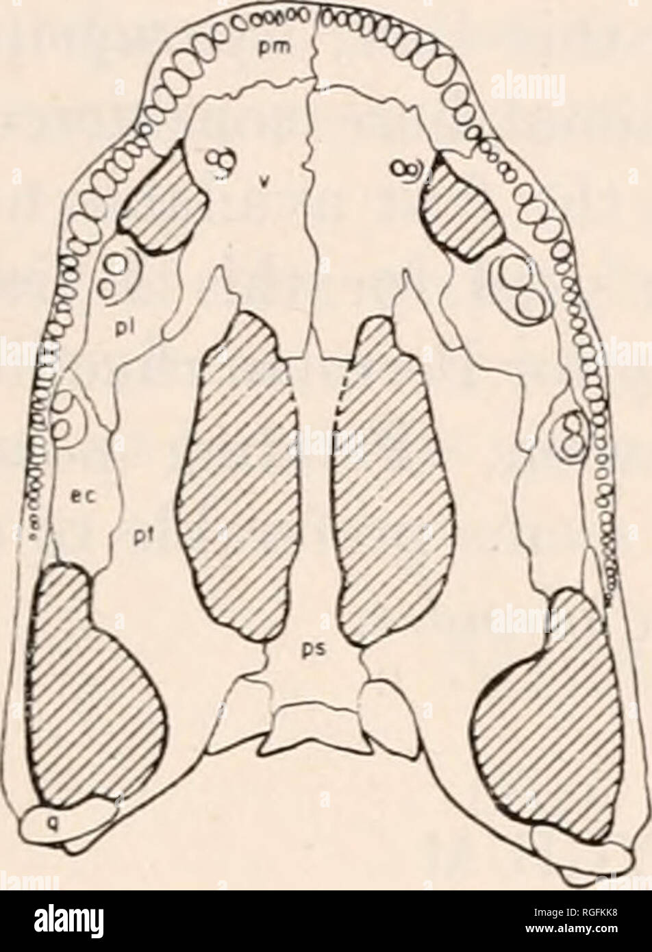 Labyrinthodontia hi-res stock photography and images - Alamy