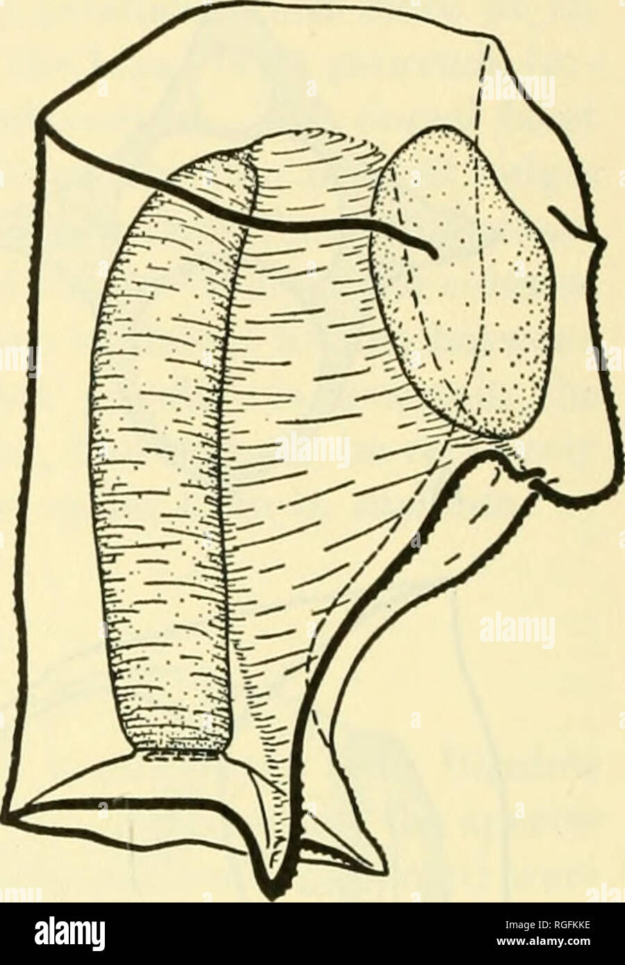 . Bulletin of the Museum of Comparative Zoology at Harvard College ...