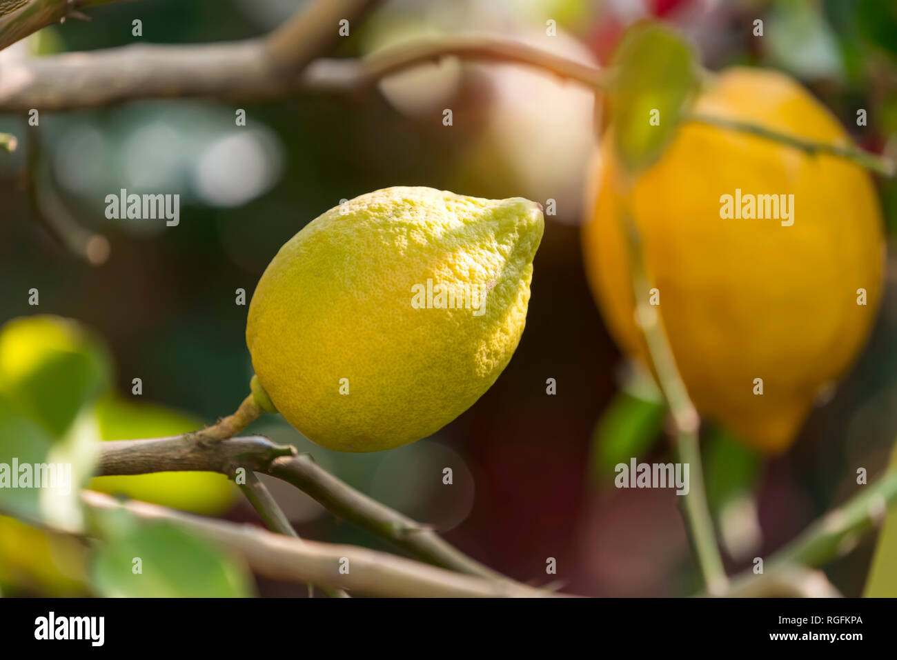 Sicilian lemon tree yellow leaves hi-res stock photography and images ...