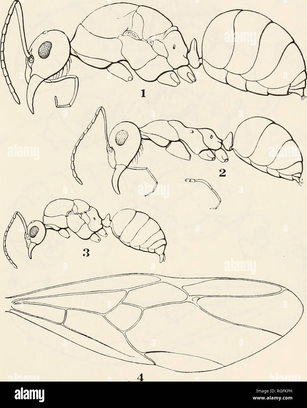 Maxillary palp hi-res stock photography and images - Alamy