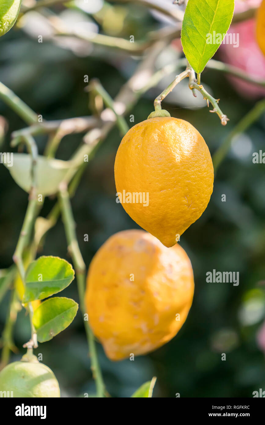 lemon tree with ripe lemons Stock Photo - Alamy