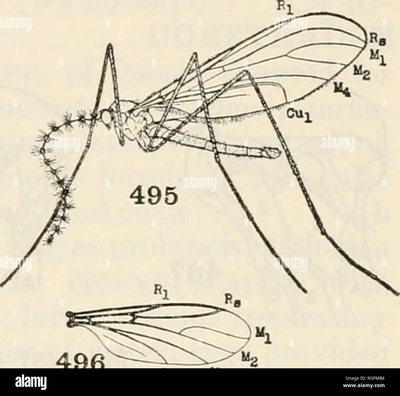 Comparative morphology of insect wings hi-res stock photography and ...