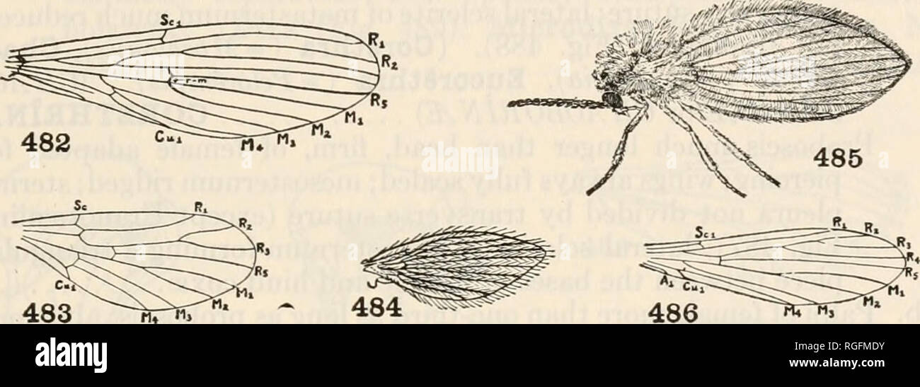 Wings against body at rest hi-res stock photography and images - Alamy