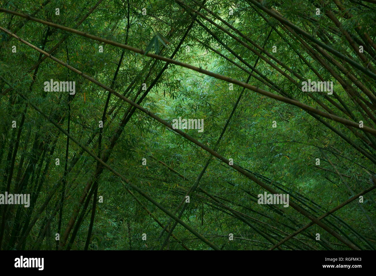 Bamboo cathedral trinidad hi-res stock photography and images - Alamy
