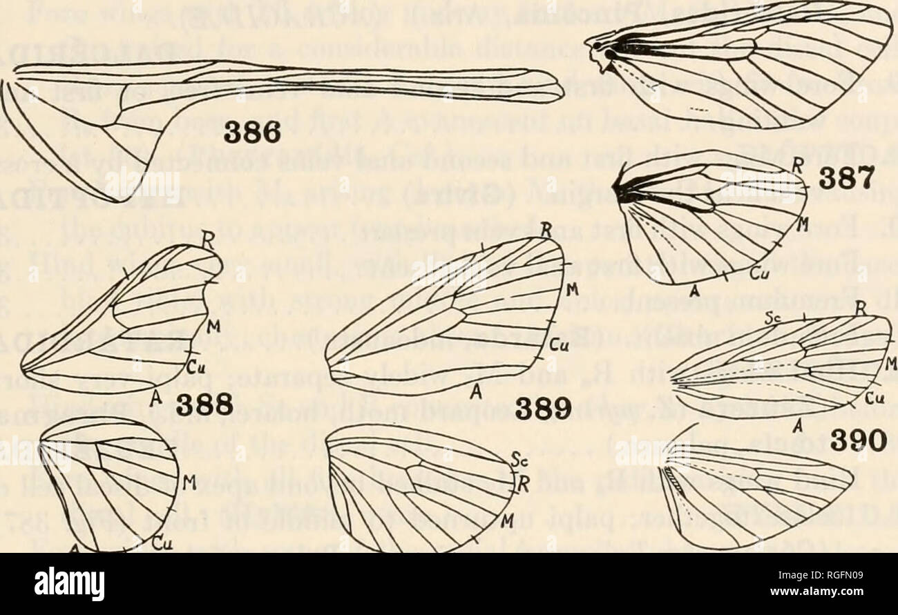 Vestigial Wings Stock Photos & Vestigial Wings Stock Images - Alamy