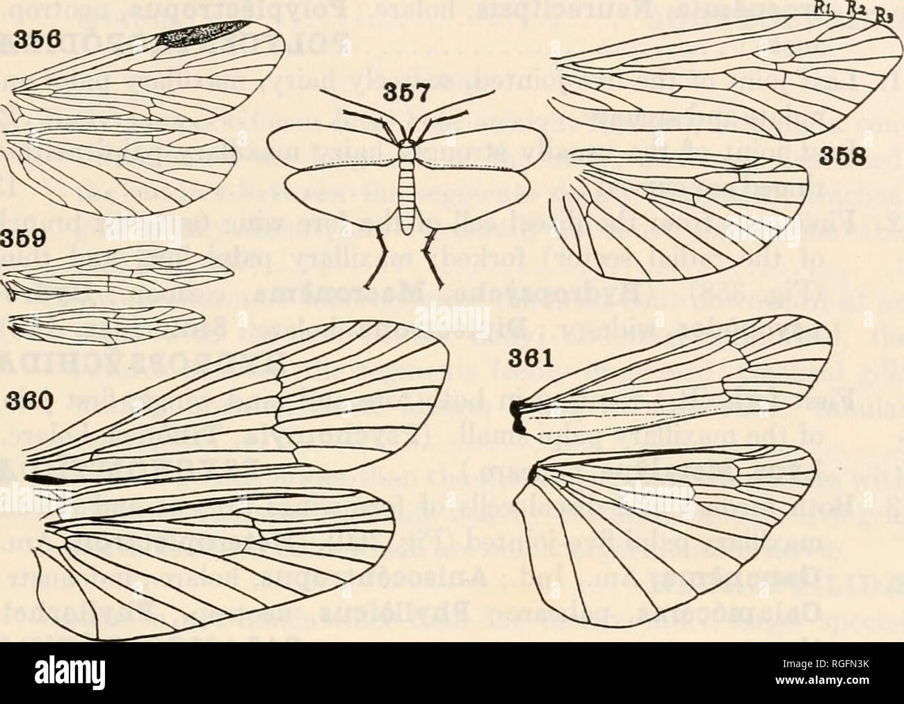 Hydropsychidae hi-res stock photography and images - Alamy