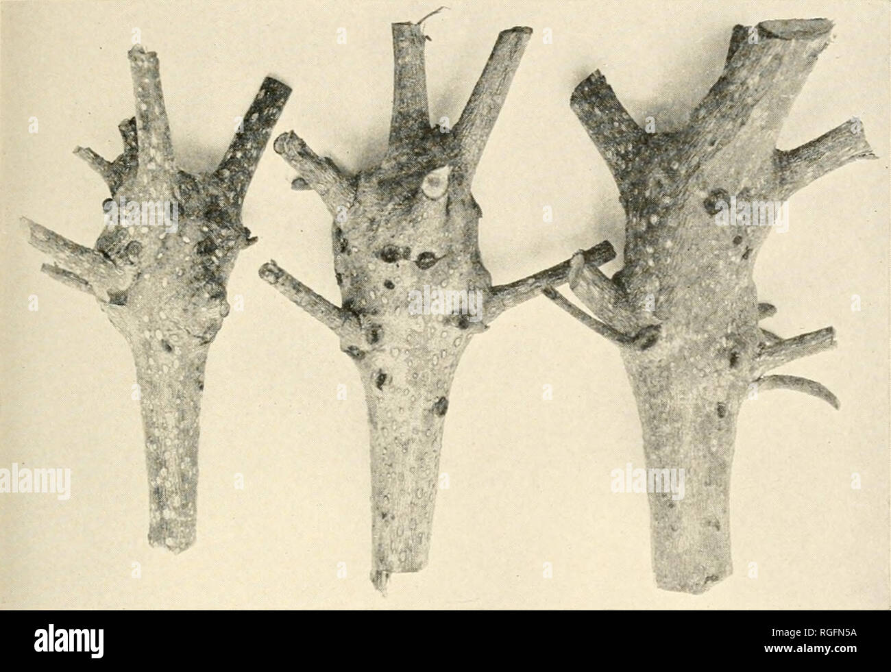 . Bulletin of the Museum of Comparative Zoology at Harvard College ...