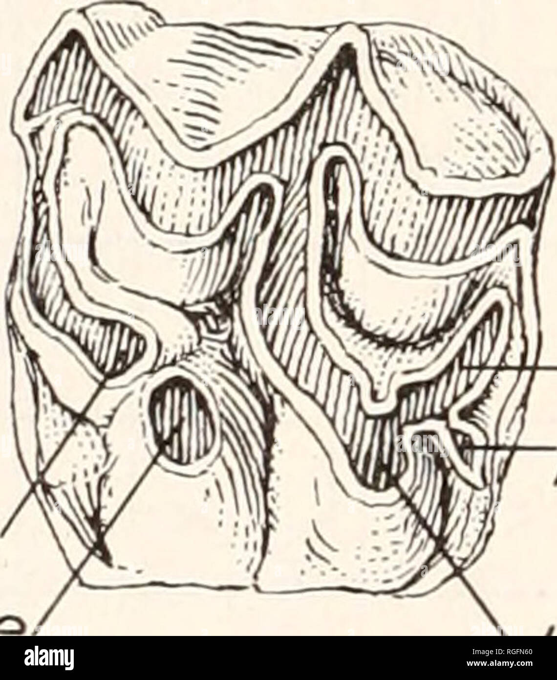 Parahippus hi-res stock photography and images - Alamy