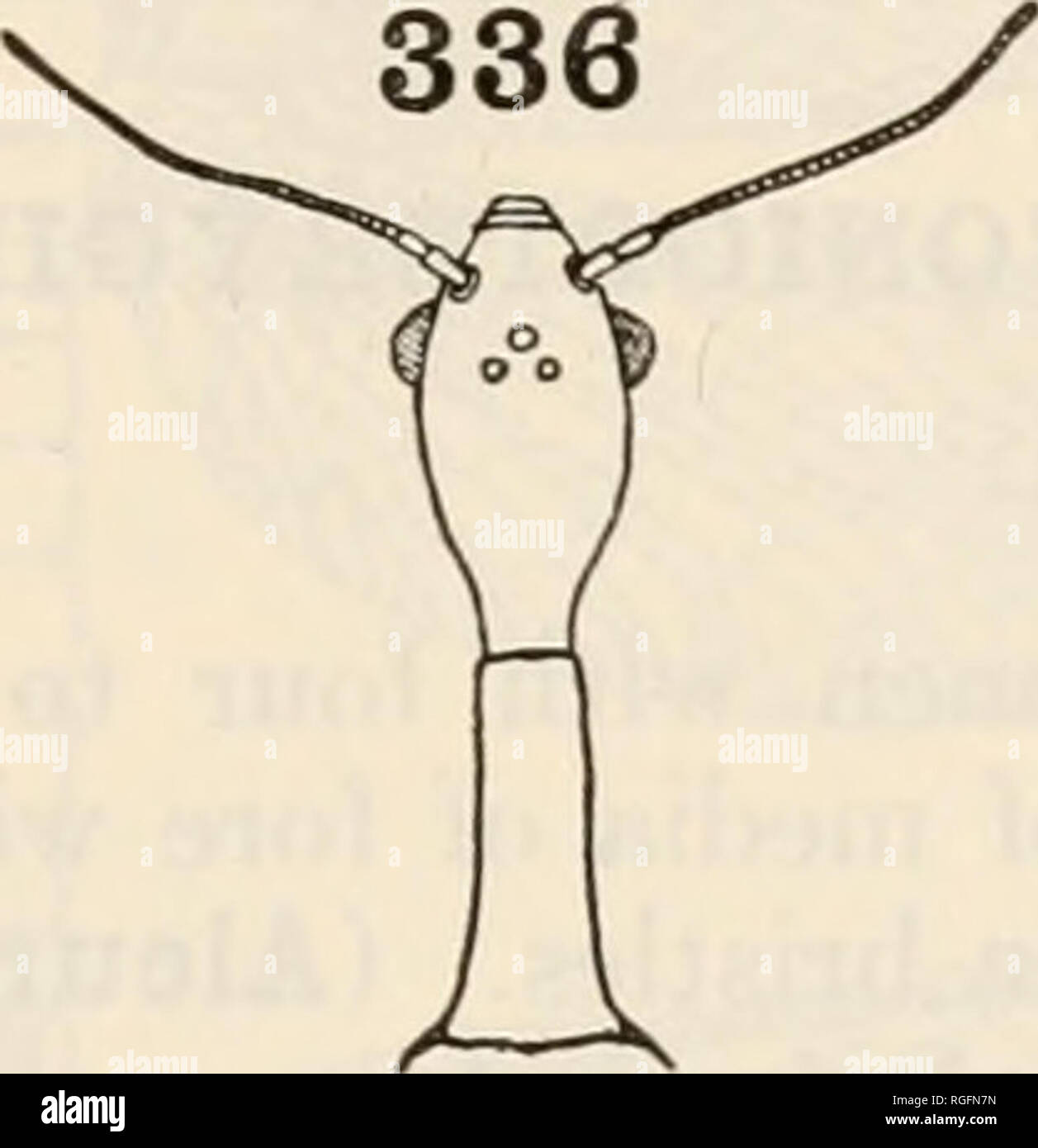 Thread snake larvae hi-res stock photography and images - Alamy