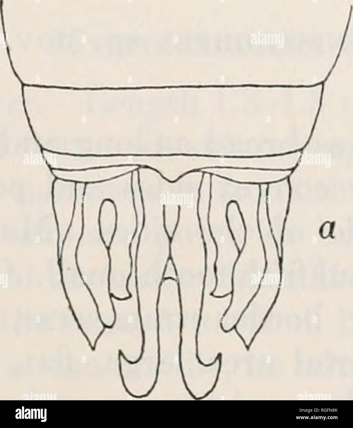 Convex Cheeks High Resolution Stock Photography and Images - Alamy