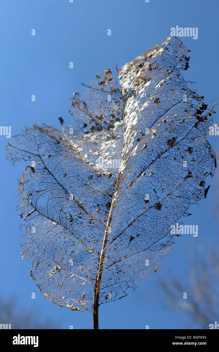 Leaf skeleton hi-res stock photography and images - Alamy