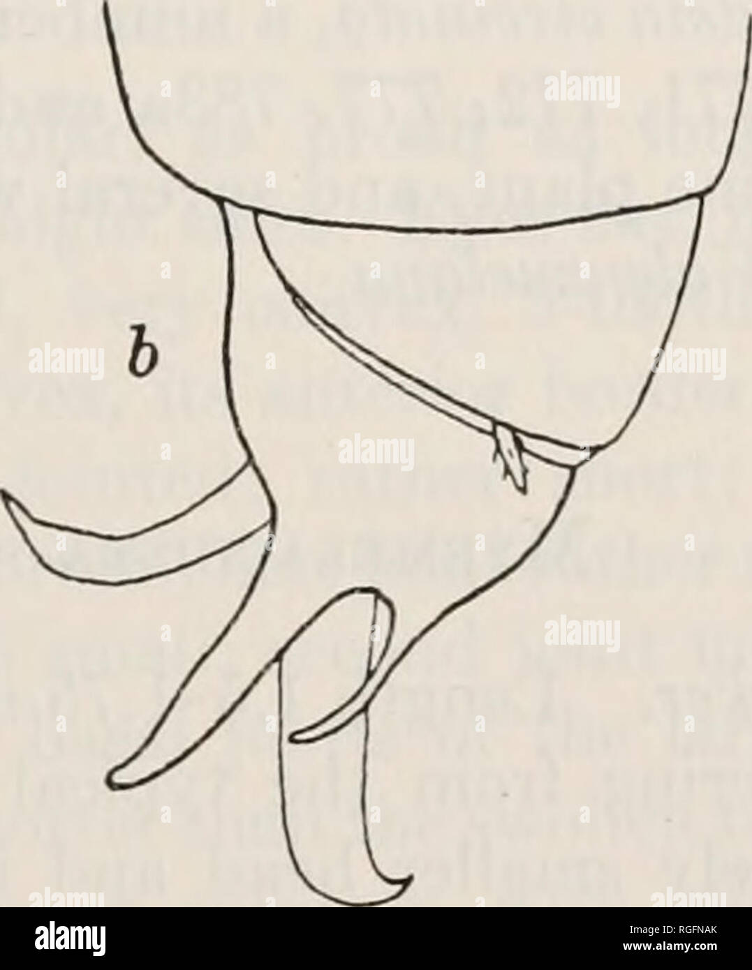 Convex Cheeks High Resolution Stock Photography and Images - Alamy