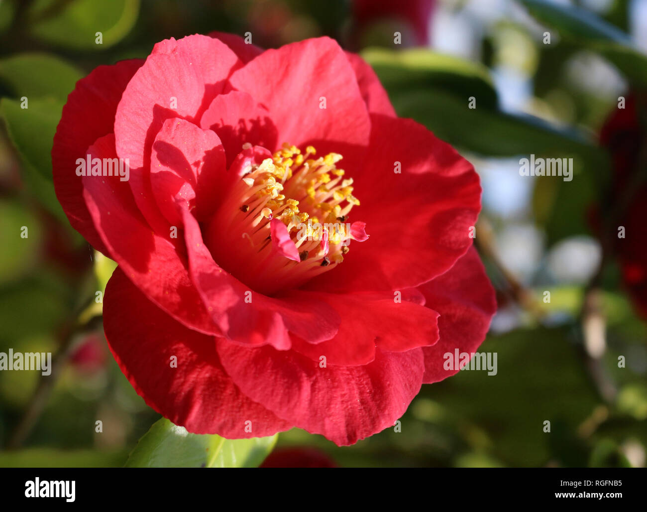 Tsubaki hi-res stock photography and images - Alamy