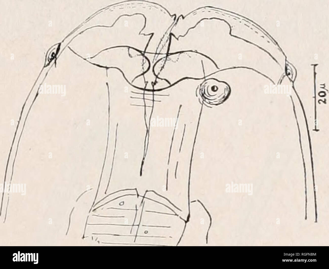 . Bulletin of the Museum of Comparative Zoology at Harvard College ...