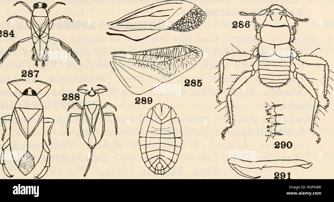 Ochterus hi-res stock photography and images - Alamy