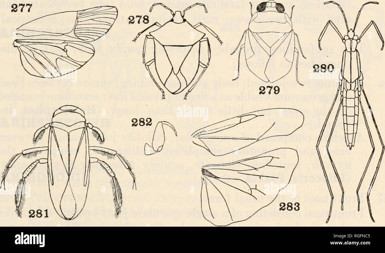 Fossorial insects hi-res stock photography and images - Alamy