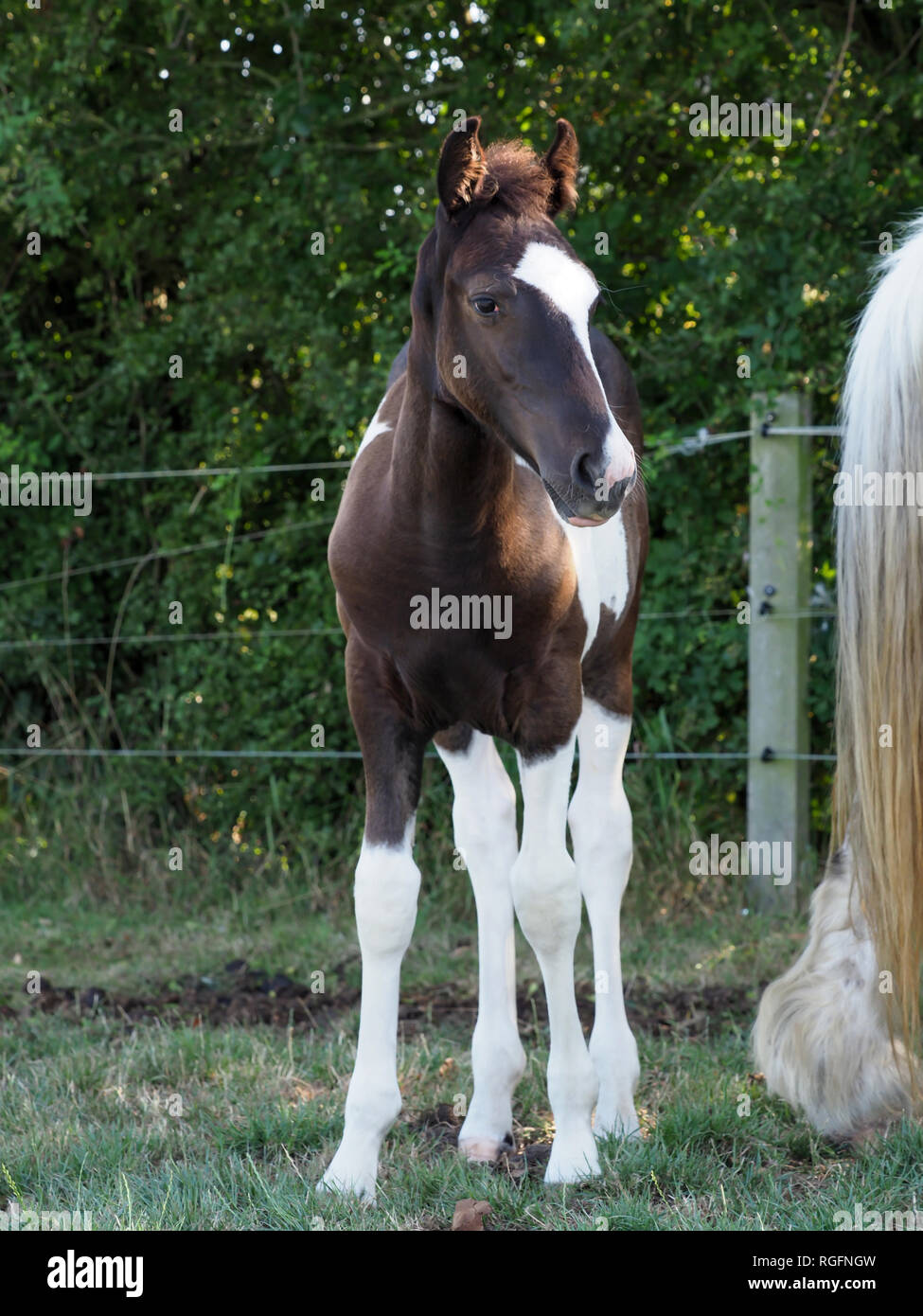 Skewbald foal hi-res stock photography and images - Alamy