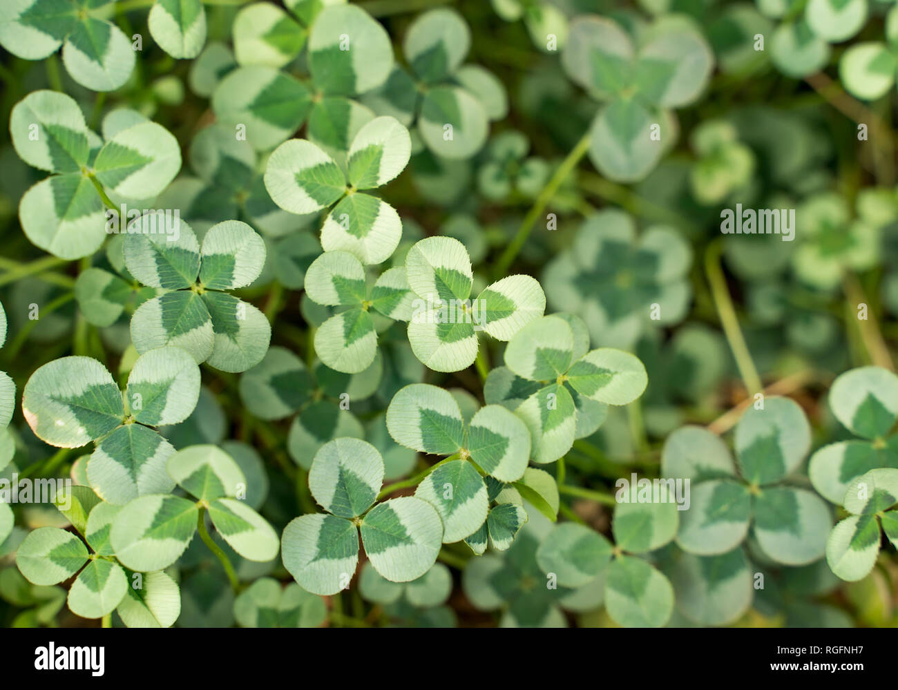 Three leaves shamrock hi-res stock photography and images - Alamy