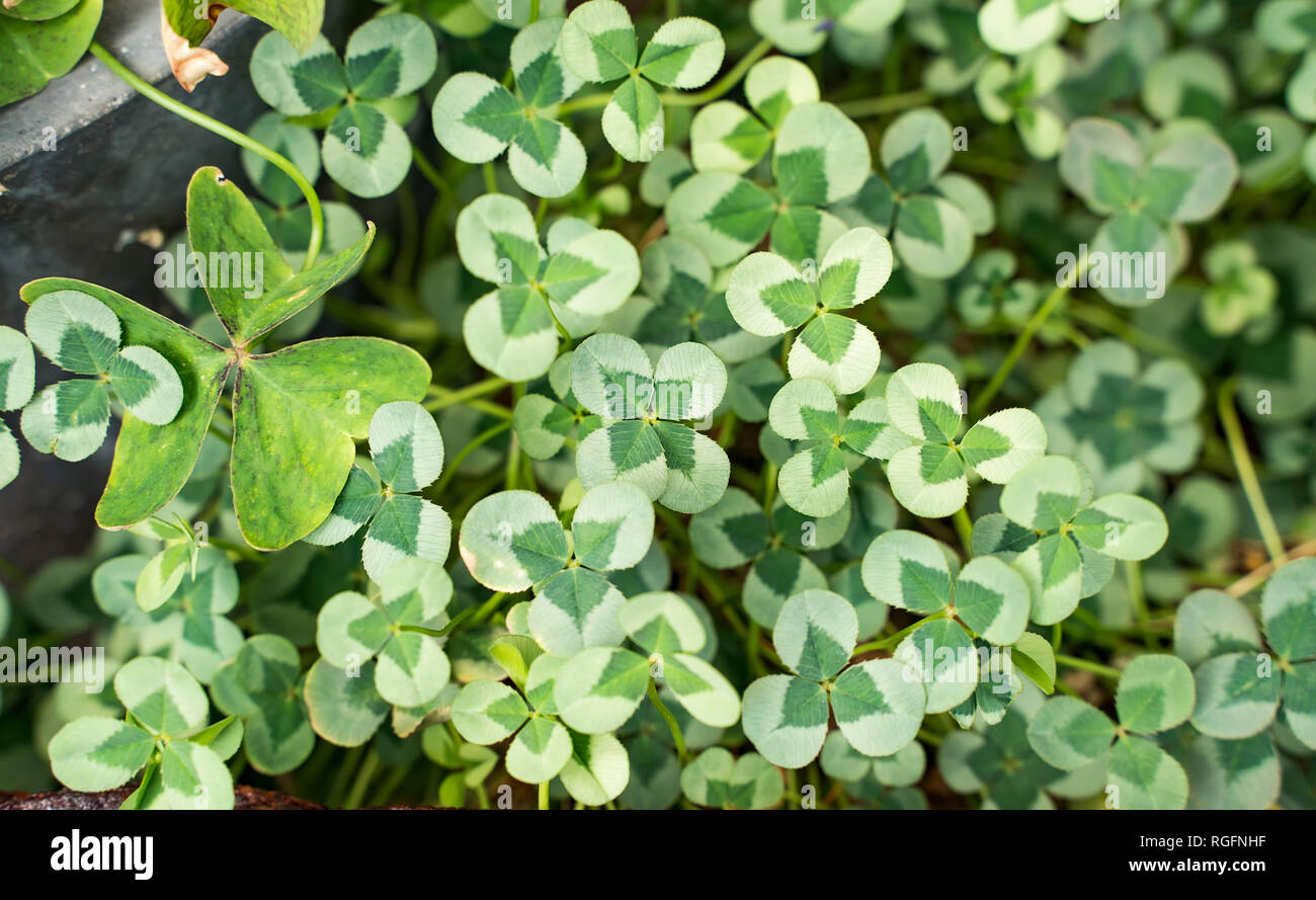 Electronic components conveyor hi-res stock photography and images - Alamy