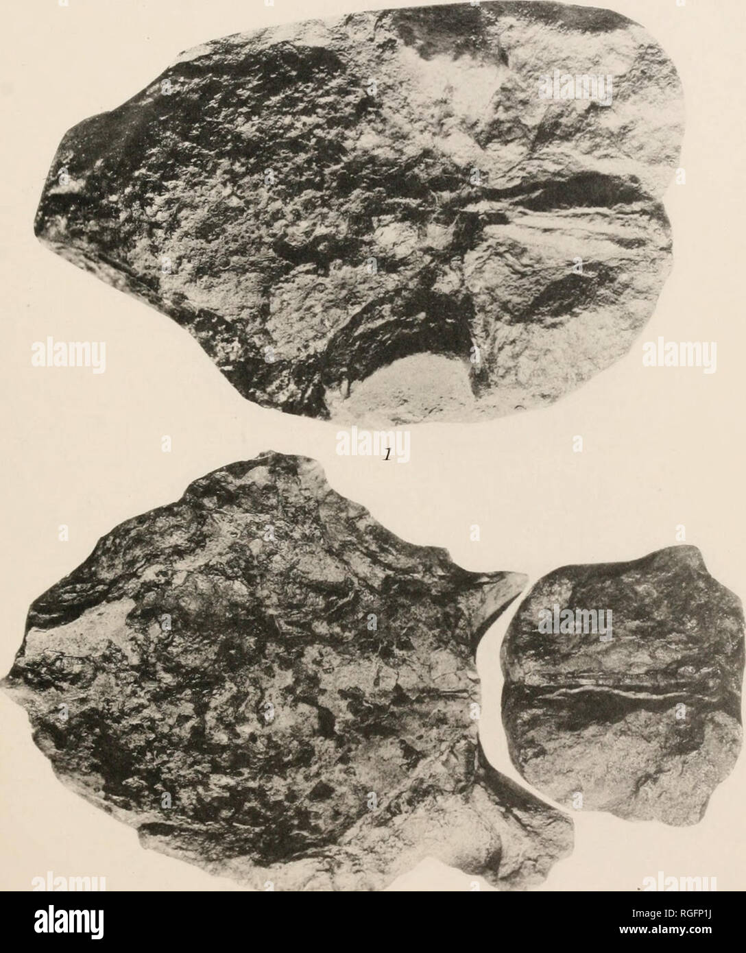 Arthrodires hi-res stock photography and images - Alamy