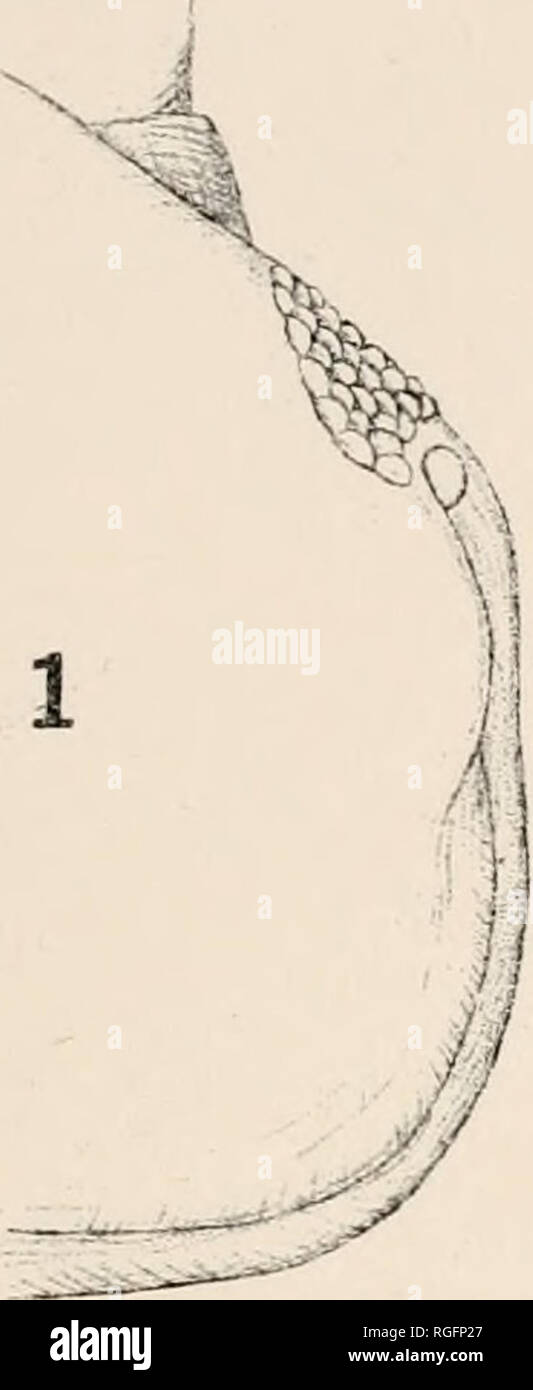 . Bulletin of the Museum of Comparative Zoology at Harvard College ...